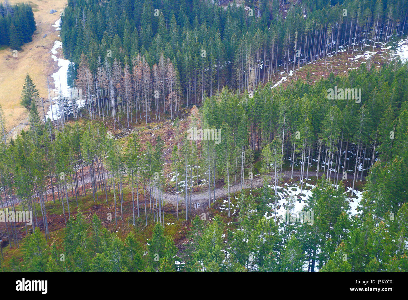 Green forest from above. Aerial view at tall trees on mountain hills ...