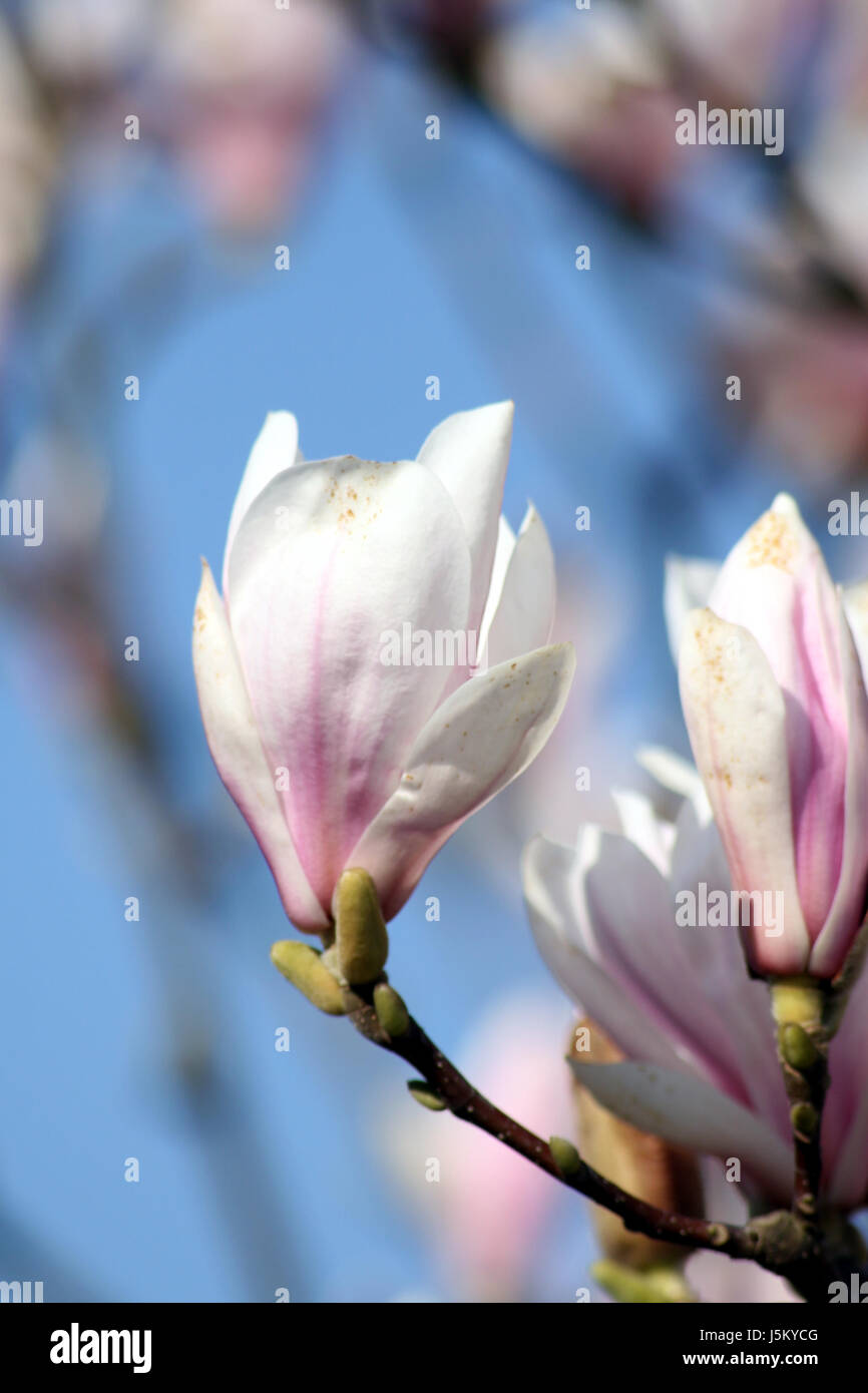 tree trees flower plant rose bloom blossom flourish flourishing flora ...