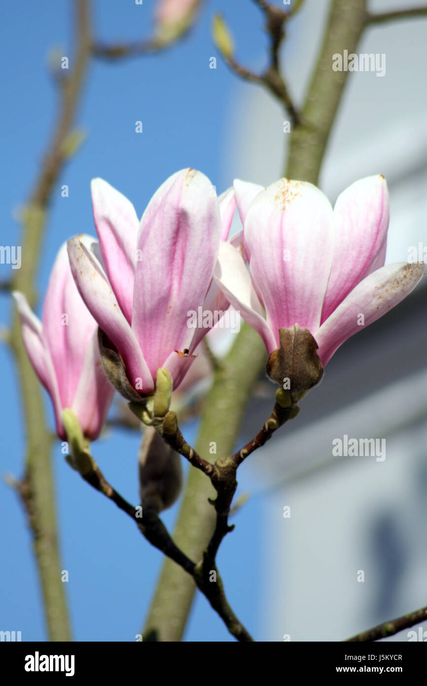 tree trees flower plant rose bloom blossom flourish flourishing flora ...