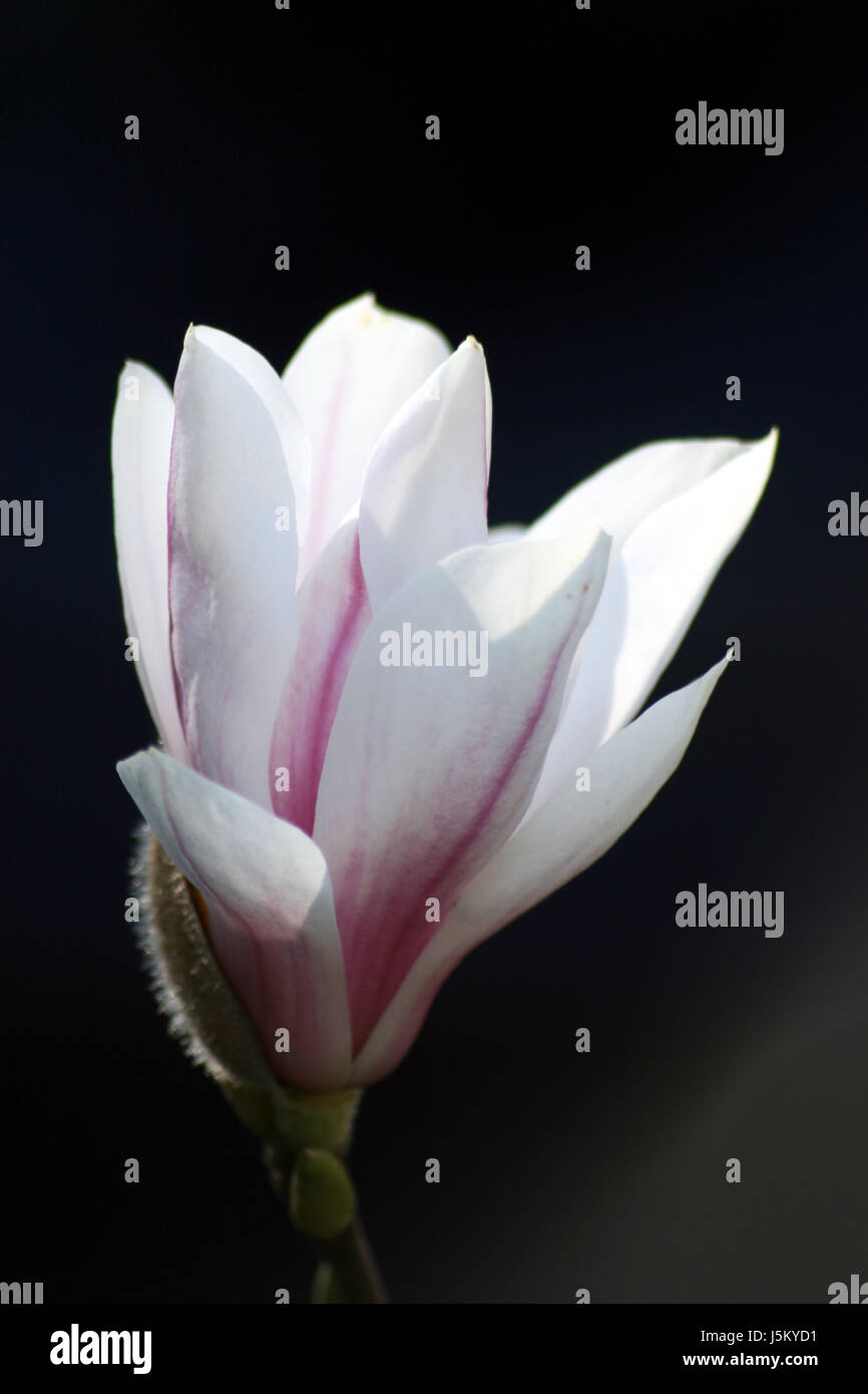 tree trees flower plant rose bloom blossom flourish flourishing flora ...