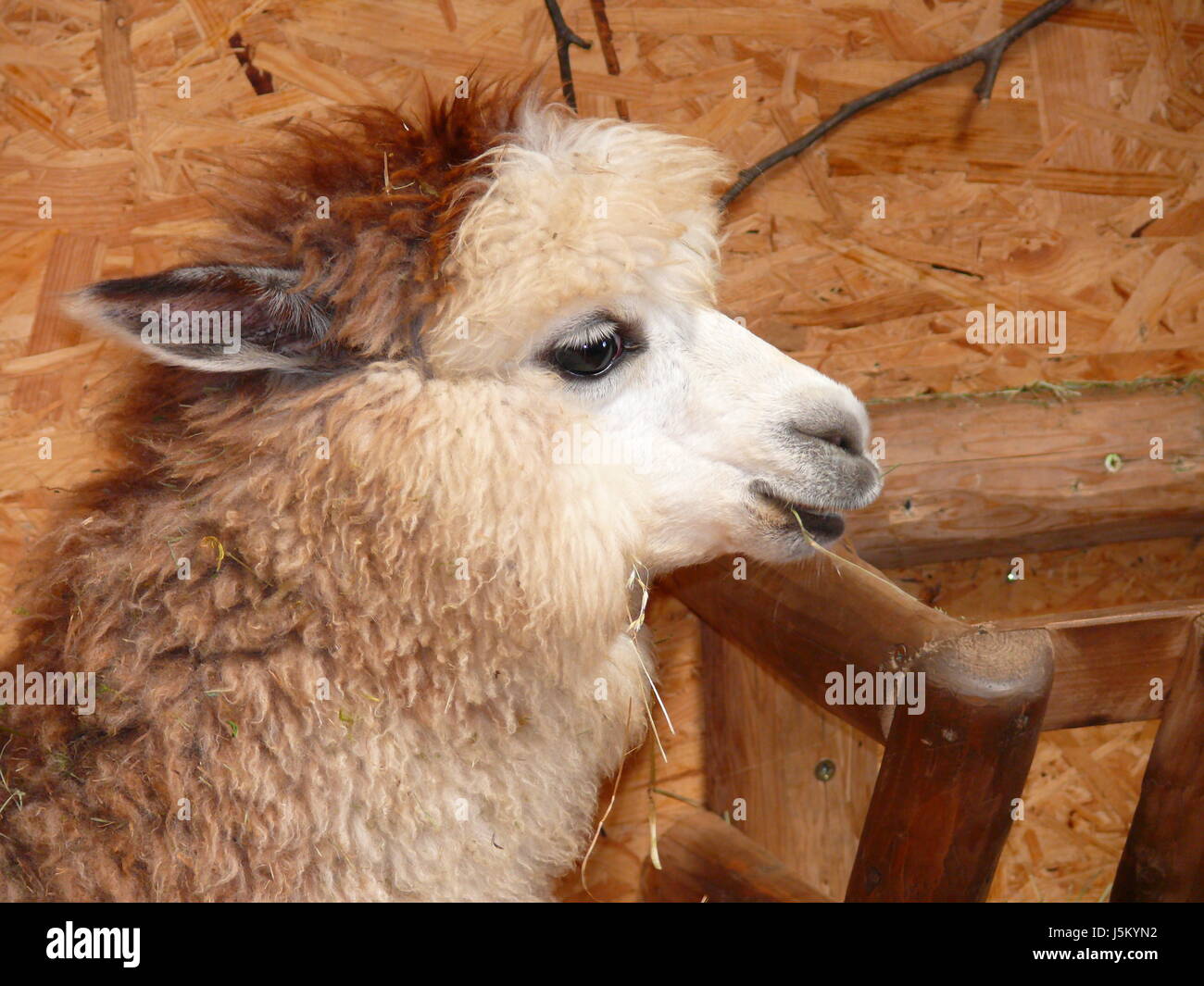 Straw camel hi-res stock photography and images - Alamy