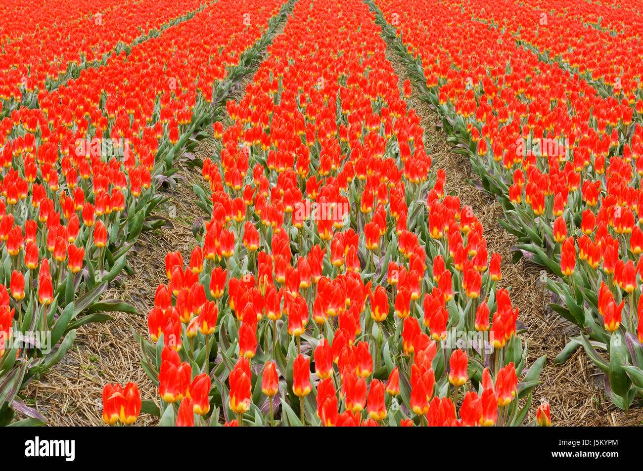 Tulpenfeld hi-res stock photography and images - Alamy