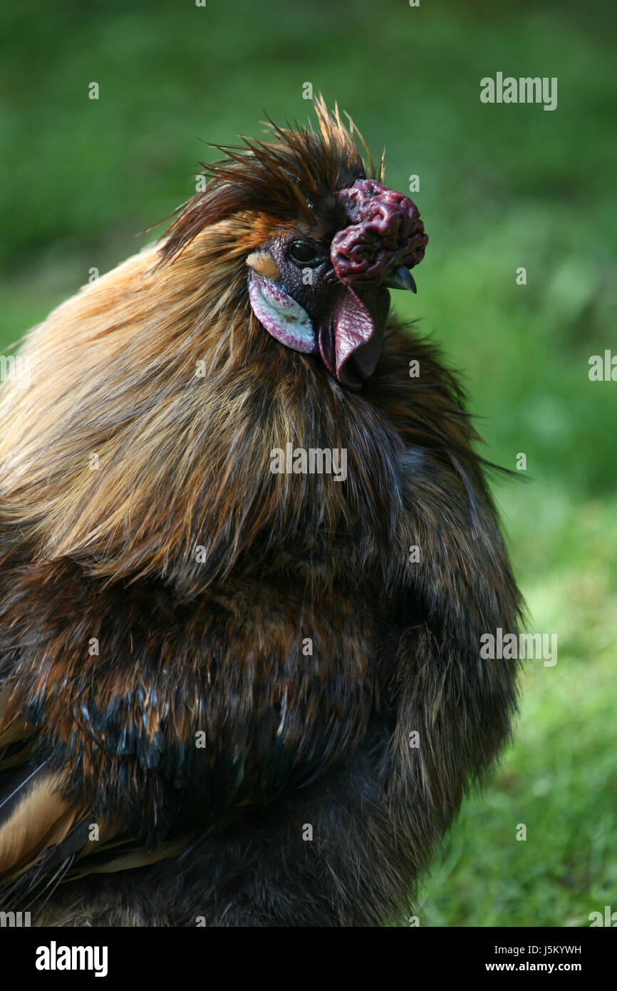 animal bird agriculture farming birds feathers poultry farm animal ...