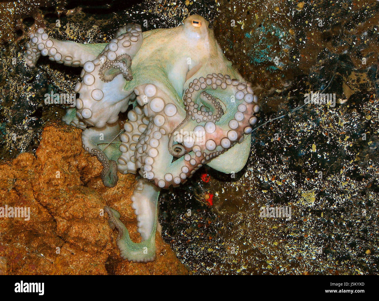 Tentacular organ hi-res stock photography and images - Alamy