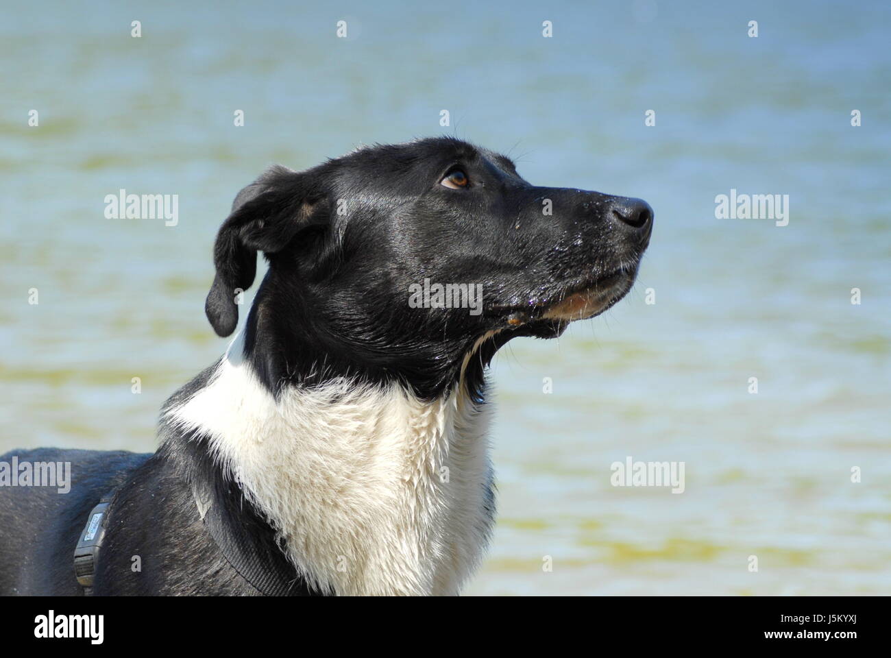 shine shines bright lucent light serene luminous animals pets dog dogs ...