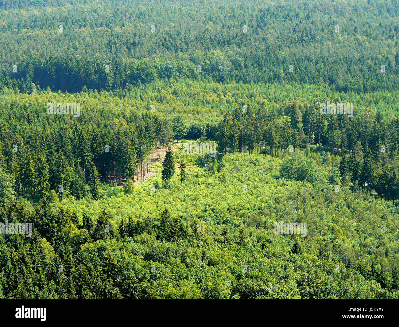 relaxation tree trees plant green hike go hiking ramble radio silence ...