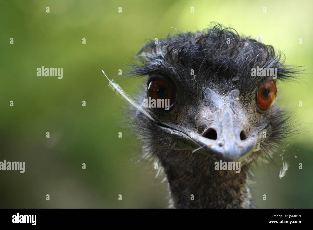 animal bird portrait birds eyes look glancing see view looking peeking ...