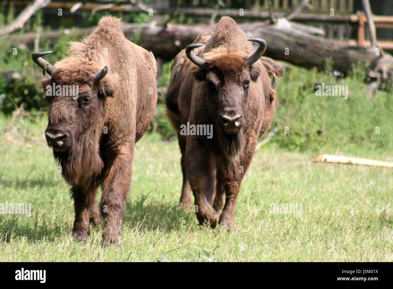Two bison running hi-res stock photography and images - Alamy