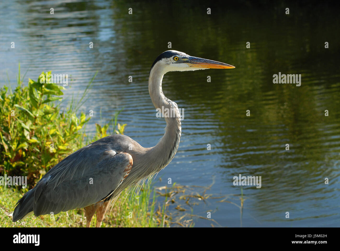 wait waiting animal bird swamp birds observation feathering stalk mires ...