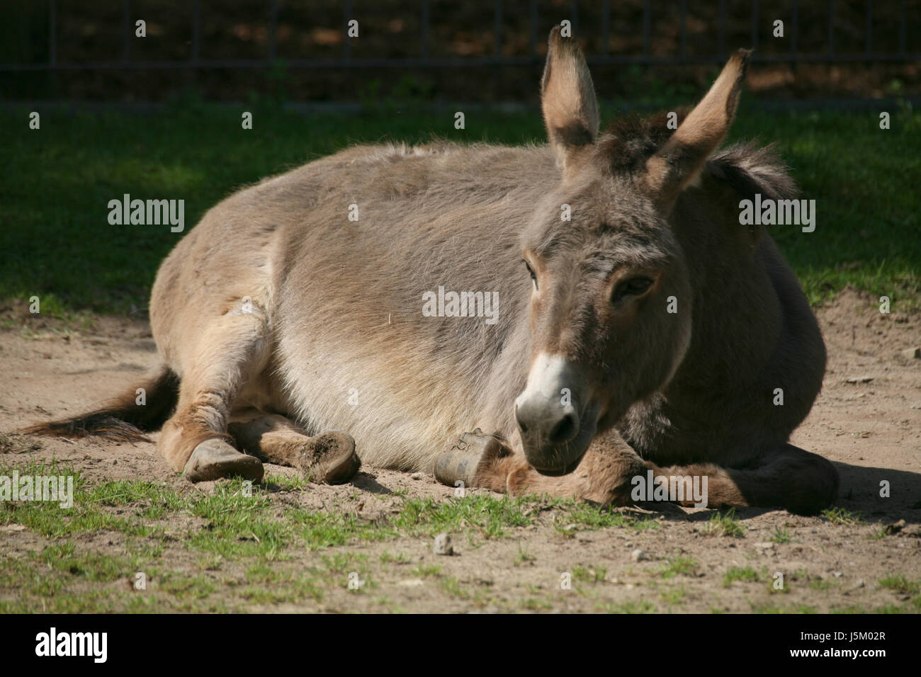 horse animal pet mammal tired donkey farm animal animal used for riding ...
