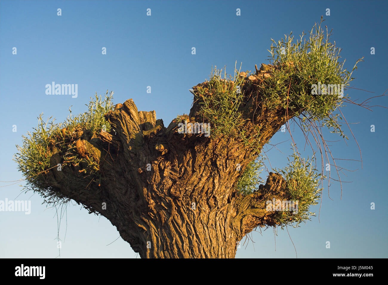 blue tree green brown brownish brunette trunk sunlight spring bizarre ...