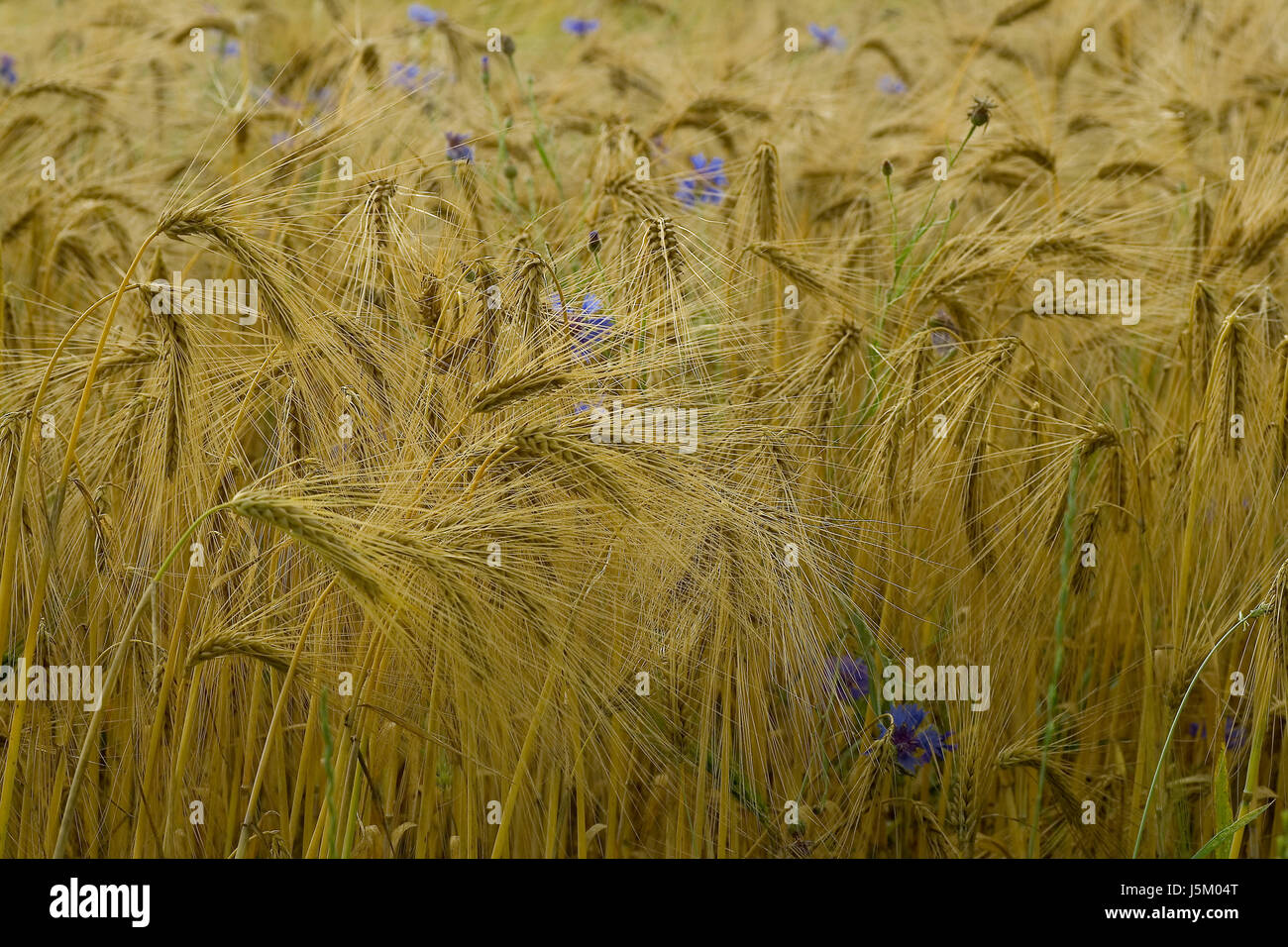 blue summer summerly acre corn field ears barley harvest cornflower ...