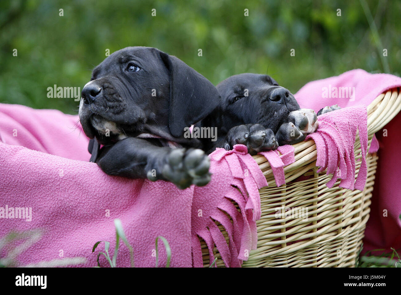 black swarthy jetblack deep black look glancing see view looking ...