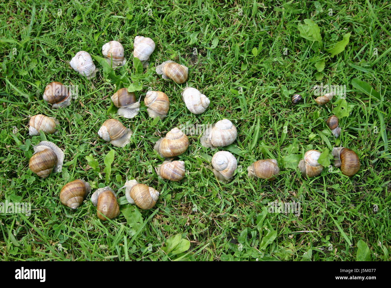 green escargots snail shell meadow vine grape vine grape-vine mountain ...