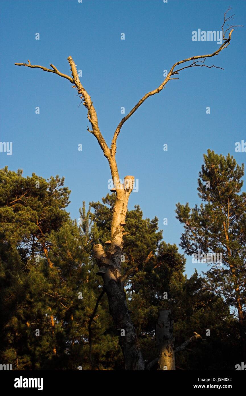 blue death die tree green pine sunlight golden branch fall bizarre ...