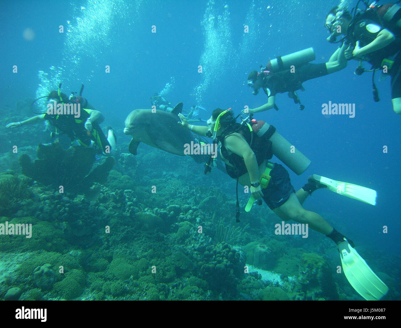 diving with dolphins Stock Photo - Alamy