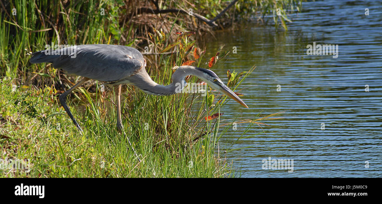 animal bird fish birds look glancing see view looking peeking looking ...