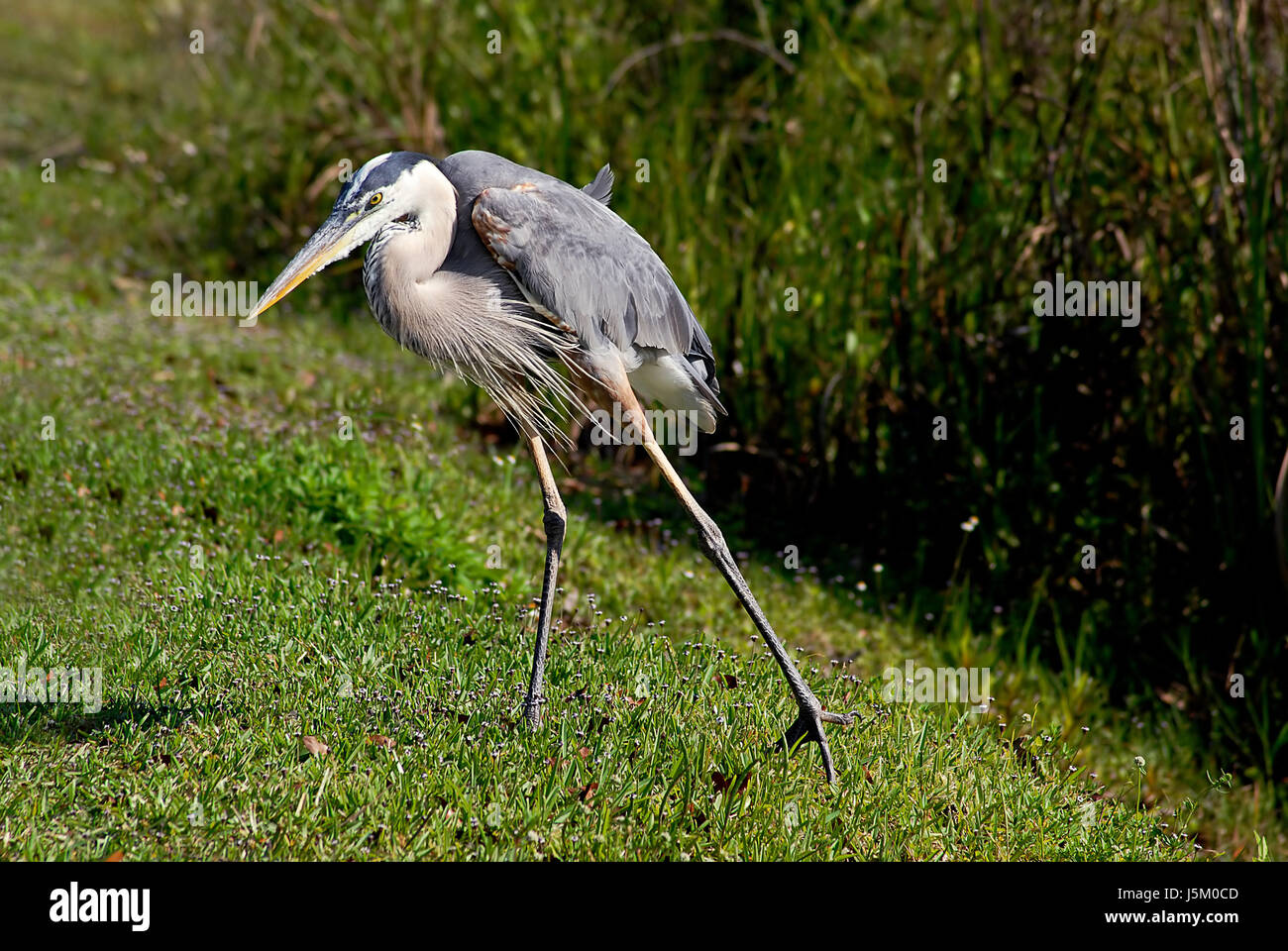 legs animal bird birds america beak feathering stalk beaks hunting ...
