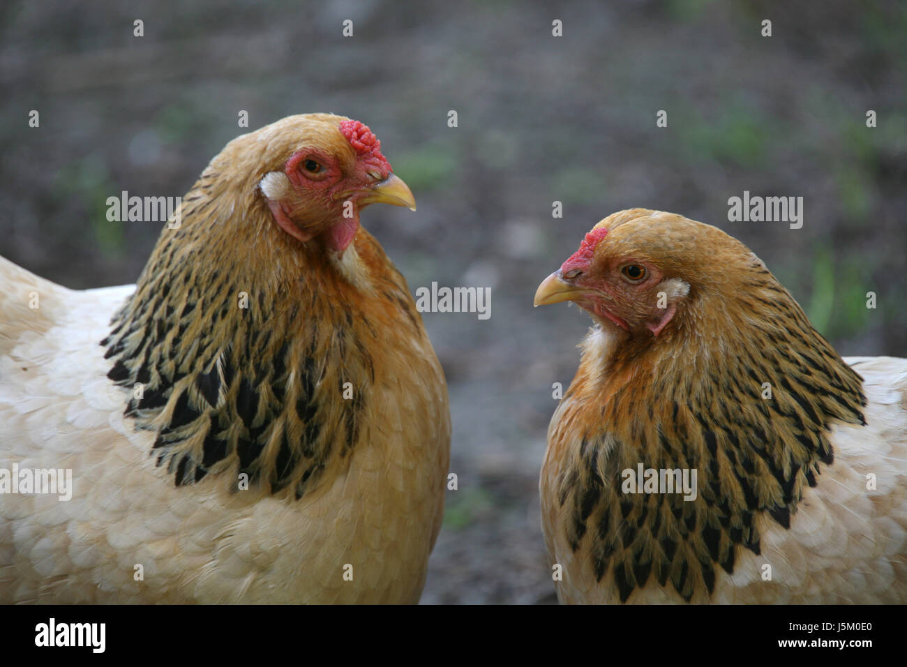 bird birds feathers feathering poultry farm animal chicken female hen ...