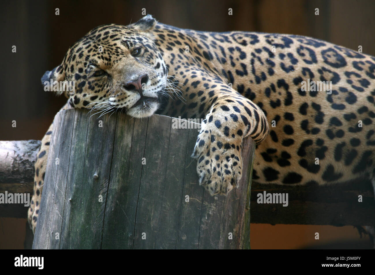 animal fauna big cat feline predator predator tired fence spotted ...
