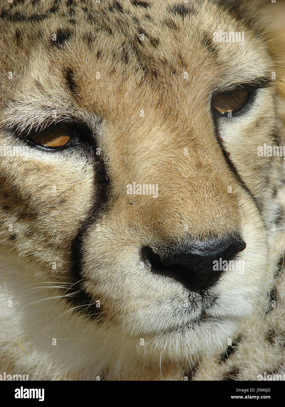 mammal portrait eyes skin nose predator cat big cat feline predator ...
