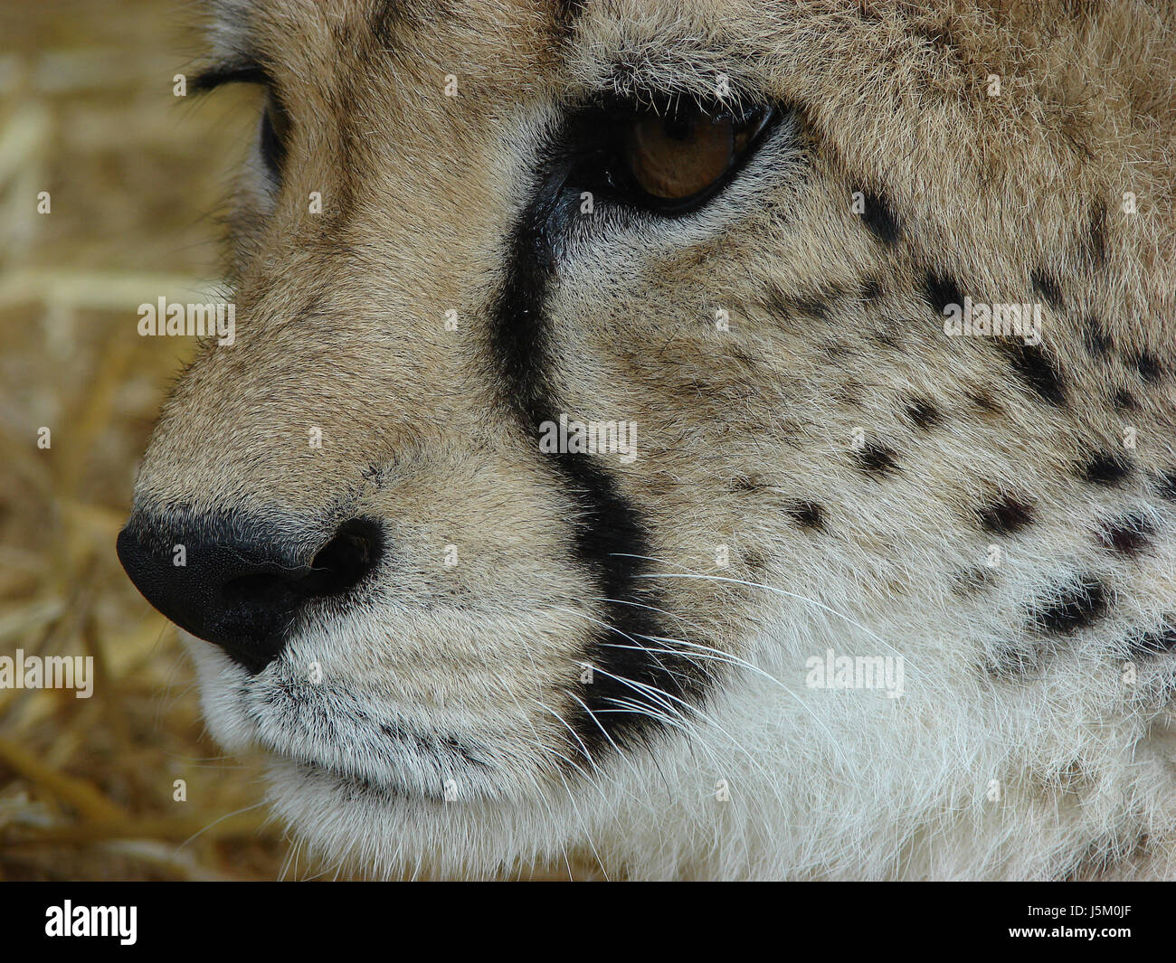 mammal portrait eyes skin nose predator cat big cat feline predator ...