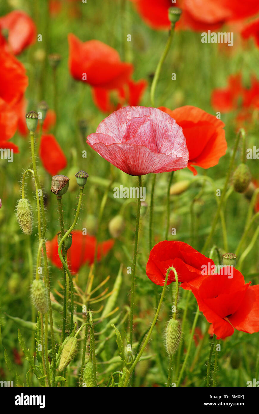 step out of line Stock Photo - Alamy