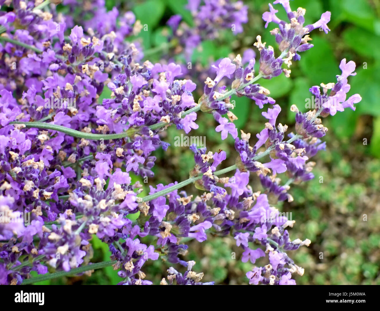 health medicinally medical relaxation garden plant flower insects ...