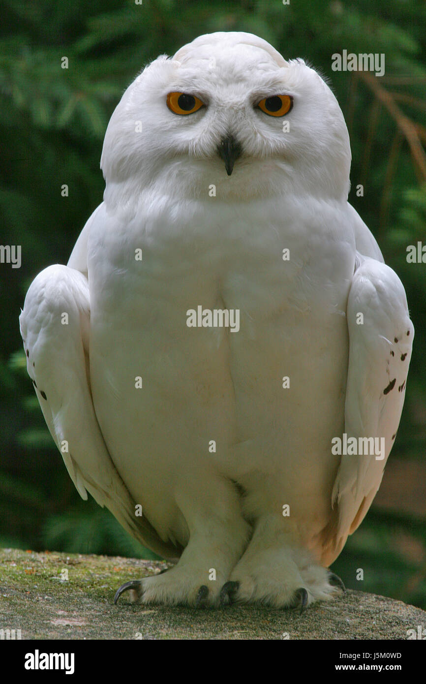 portrait eye organ raptor feathers beak feathering male owl beaks pale ...