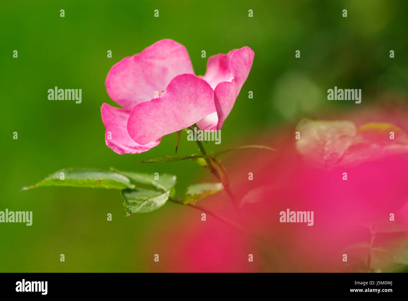 one of many Stock Photo - Alamy