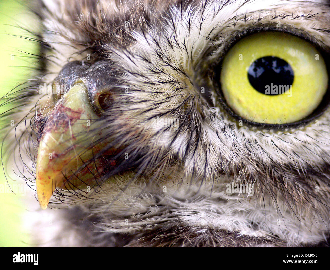 macro close-up macro admission close up view eyes raptor look glancing ...
