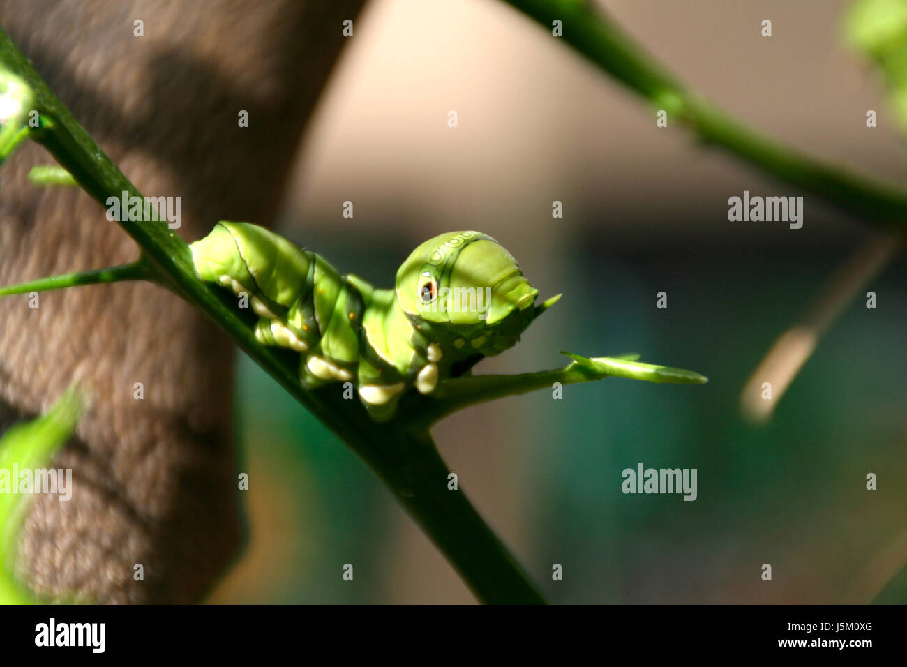 animal insect insects green butterfly animals camouflage caterpillar ...