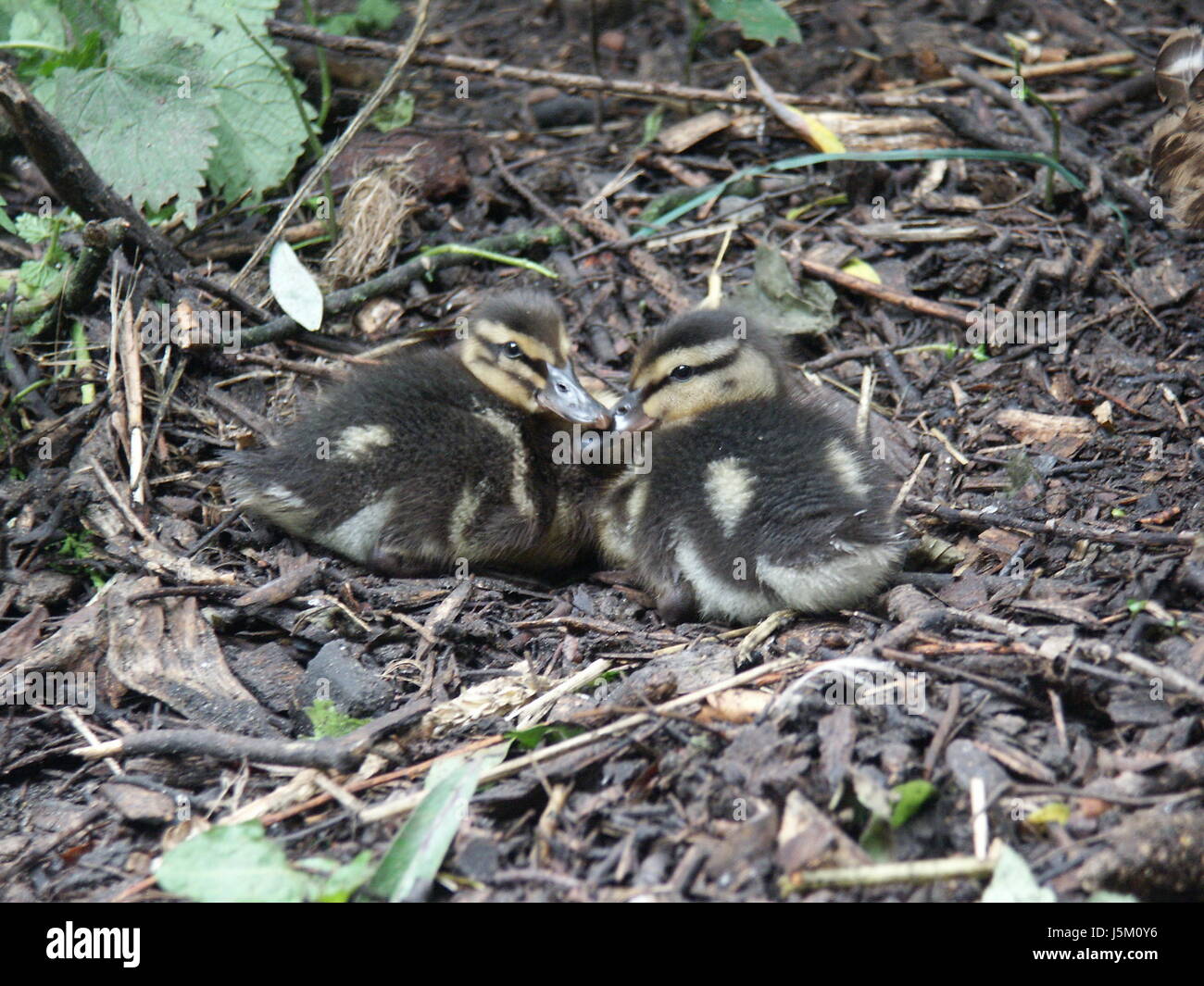 ground soil earth humus brown brownish brunette animals small tiny ...
