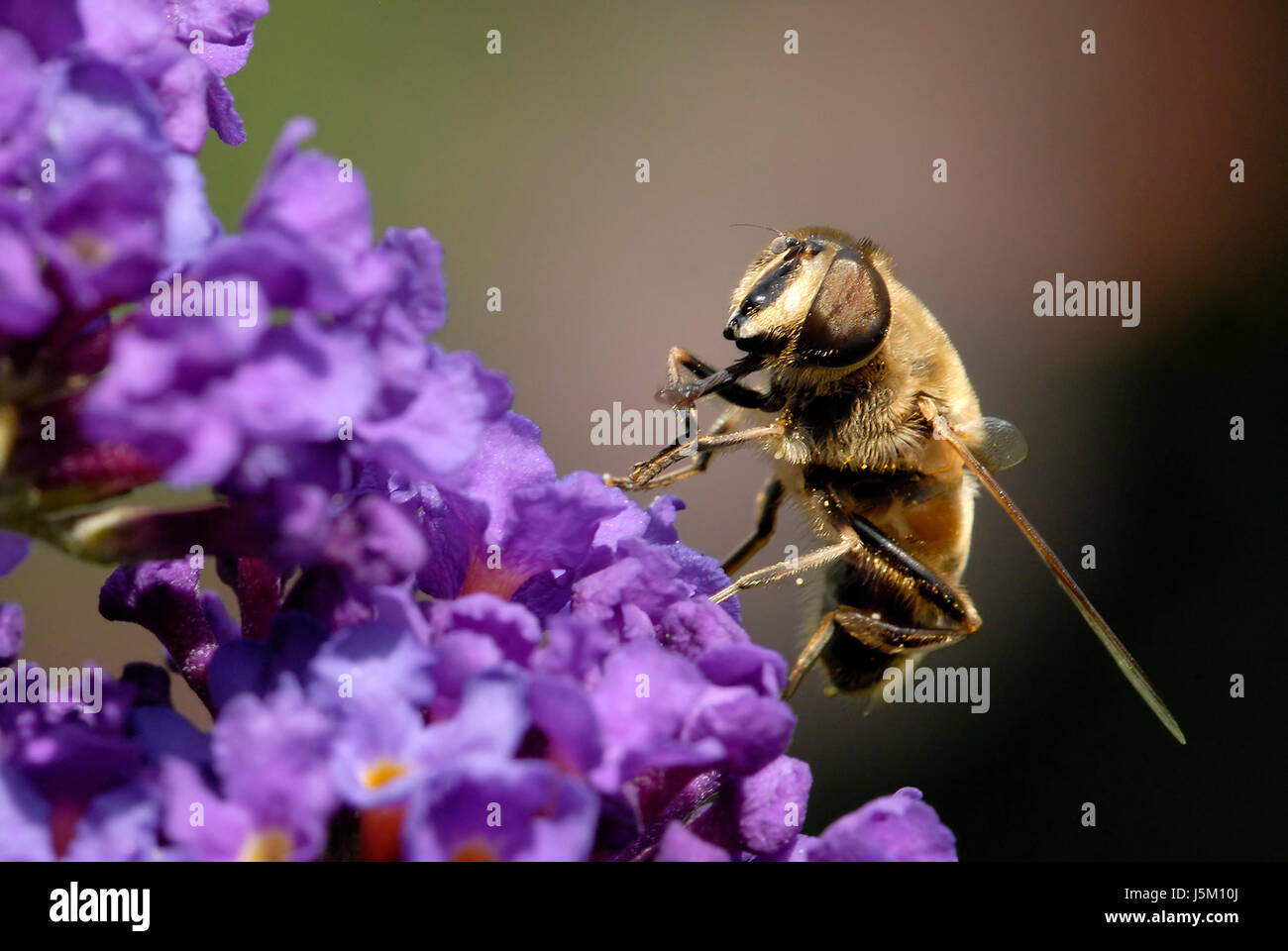 mist in the morning sun bee Stock Photo - Alamy