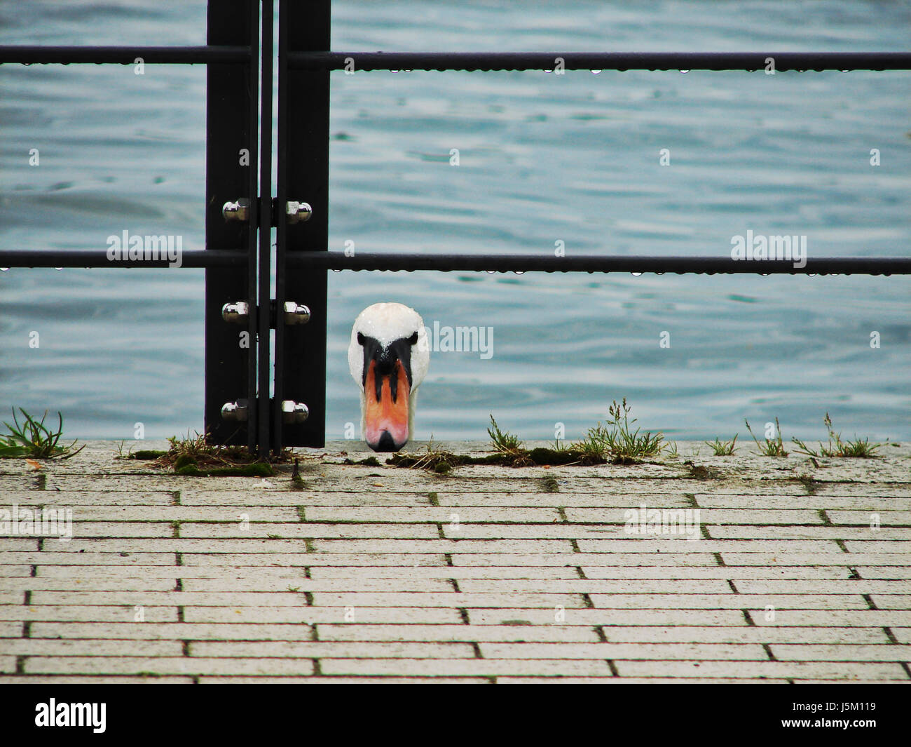 bird curiosity curious nosey nosy hunger portrait swan birds beg ...