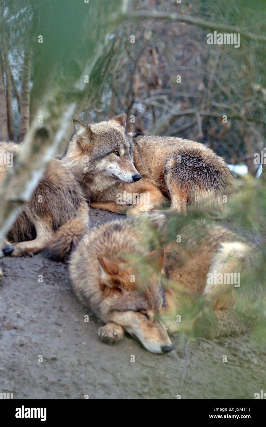 mammal sleep sleeping mammals three predator wolf tins doze pack wild ...
