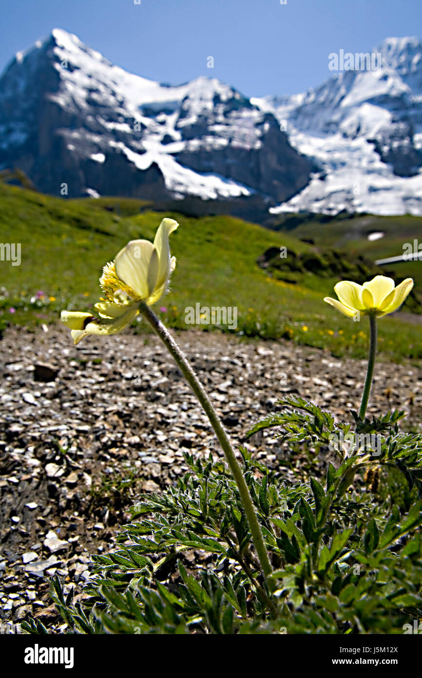 tourism alps summit flower flowers plant summer summerly switzerland ...