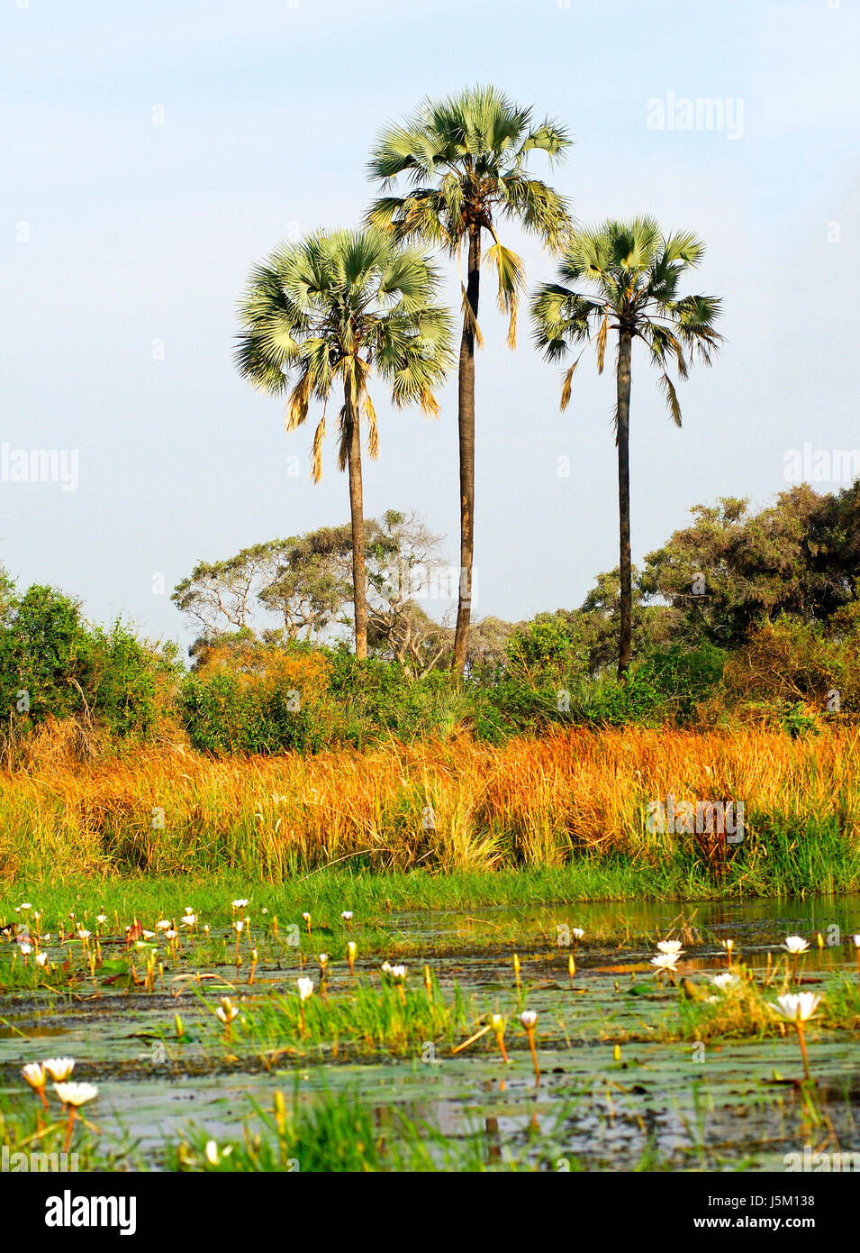 environment enviroment waters green tourism africa swamp conservation ...