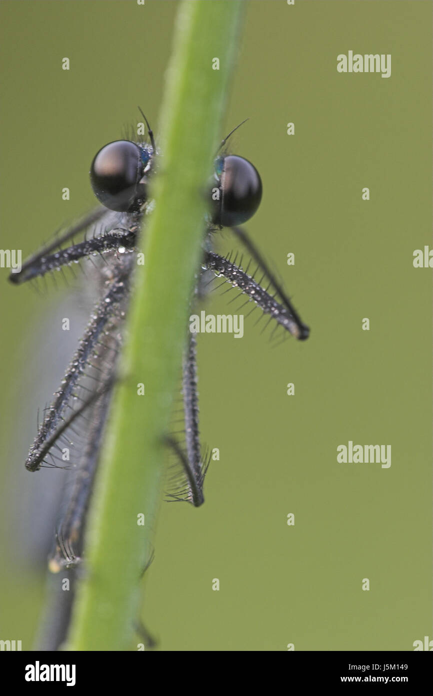 eyes look glancing see view looking peeking looking at dragonfly hide ...