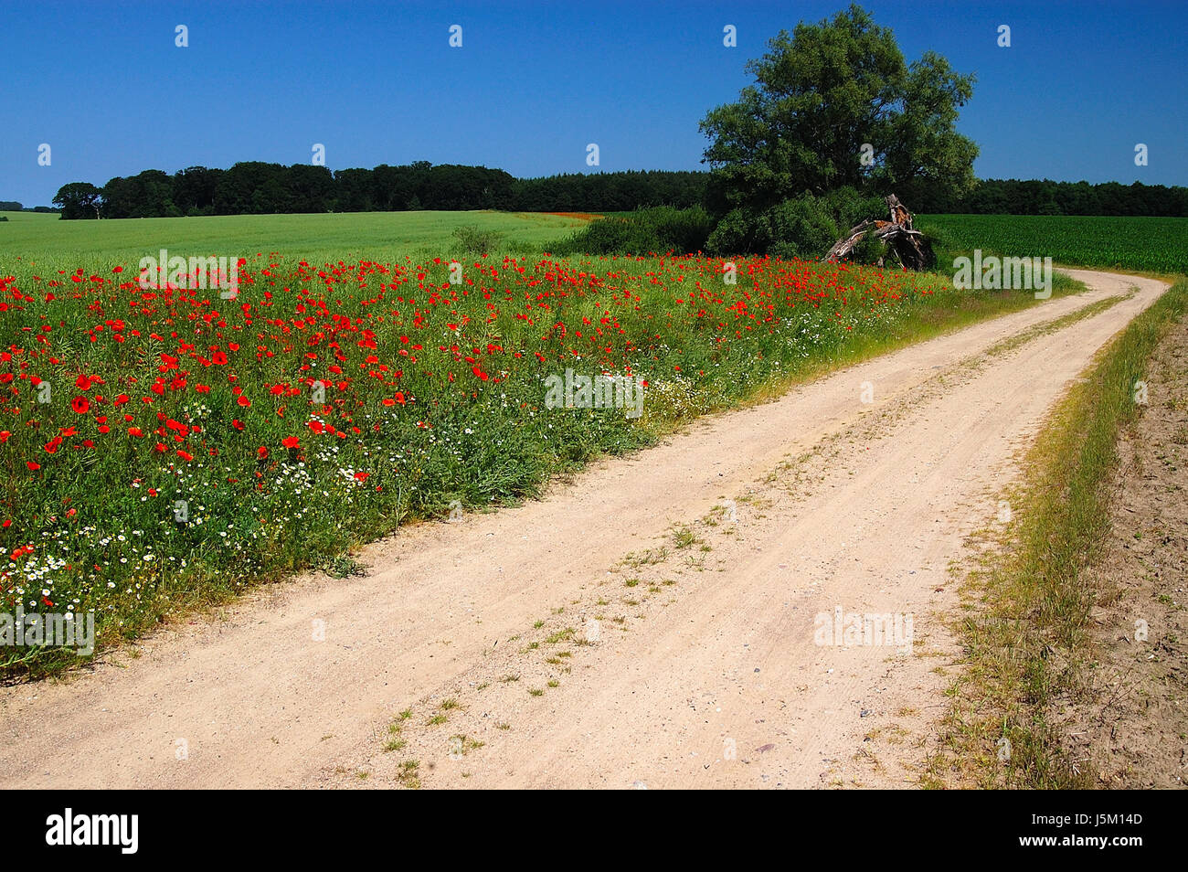 tree agriculture farming field flower flowers plant summer summerly ...