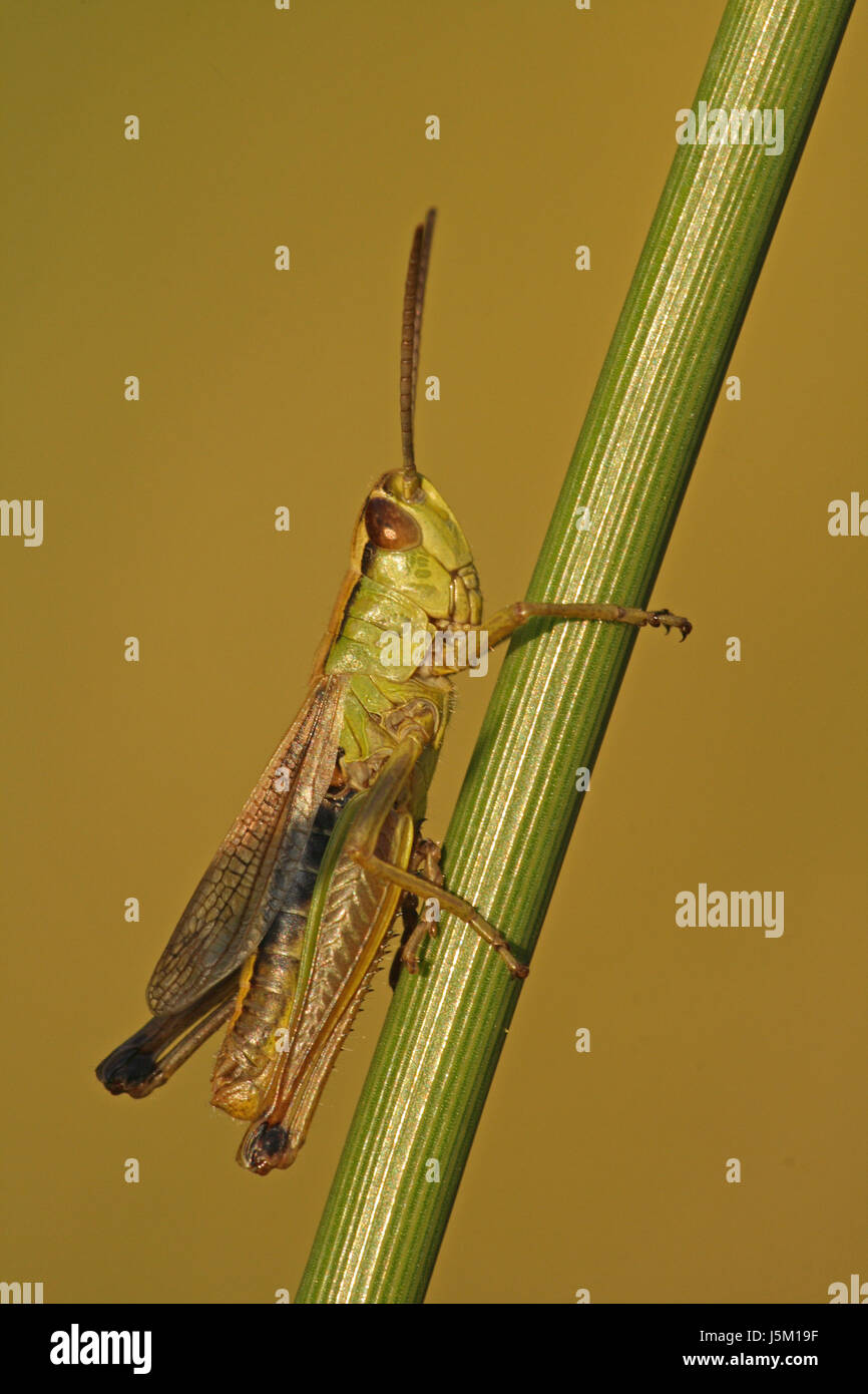 legs eyes wing look glancing see view looking peeking looking at ...