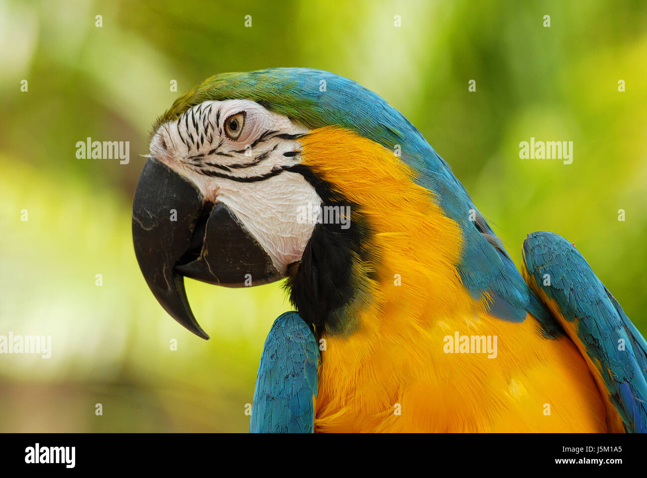 animal bird portrait birds eyes look glancing see view looking peeking ...