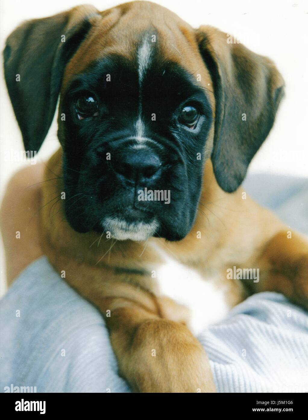 earnest hand friendship curious nosey nosy small tiny little short dog ...