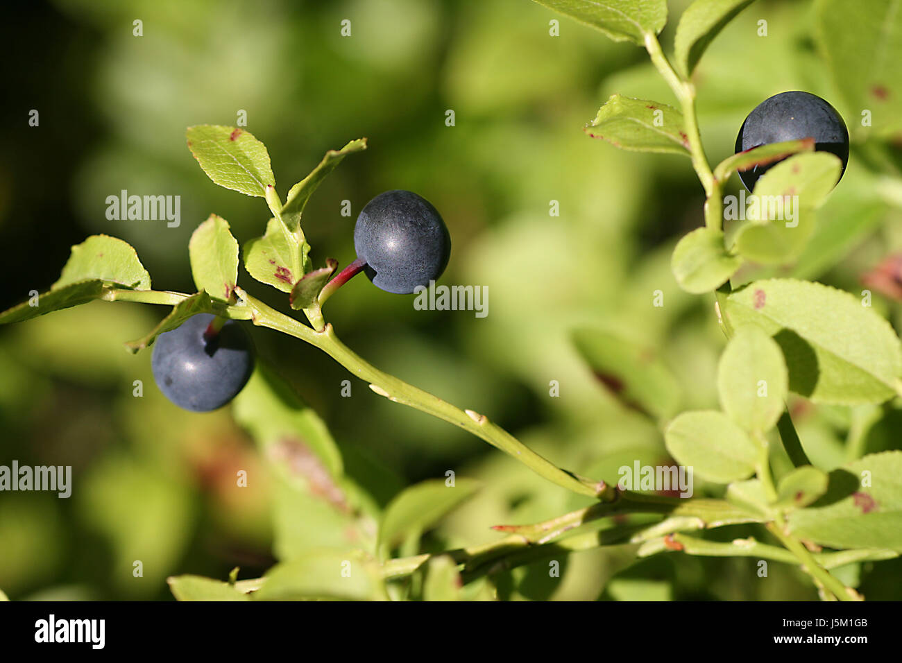 blue green berries bilberries blueberries huckleberries savoury ...