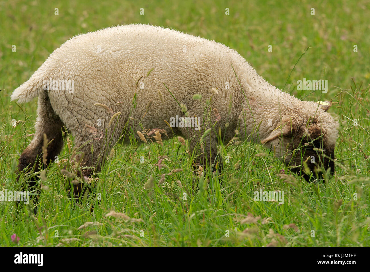 green soft cuddle sheep wool dainty peaceful beige to gorge engulf ...