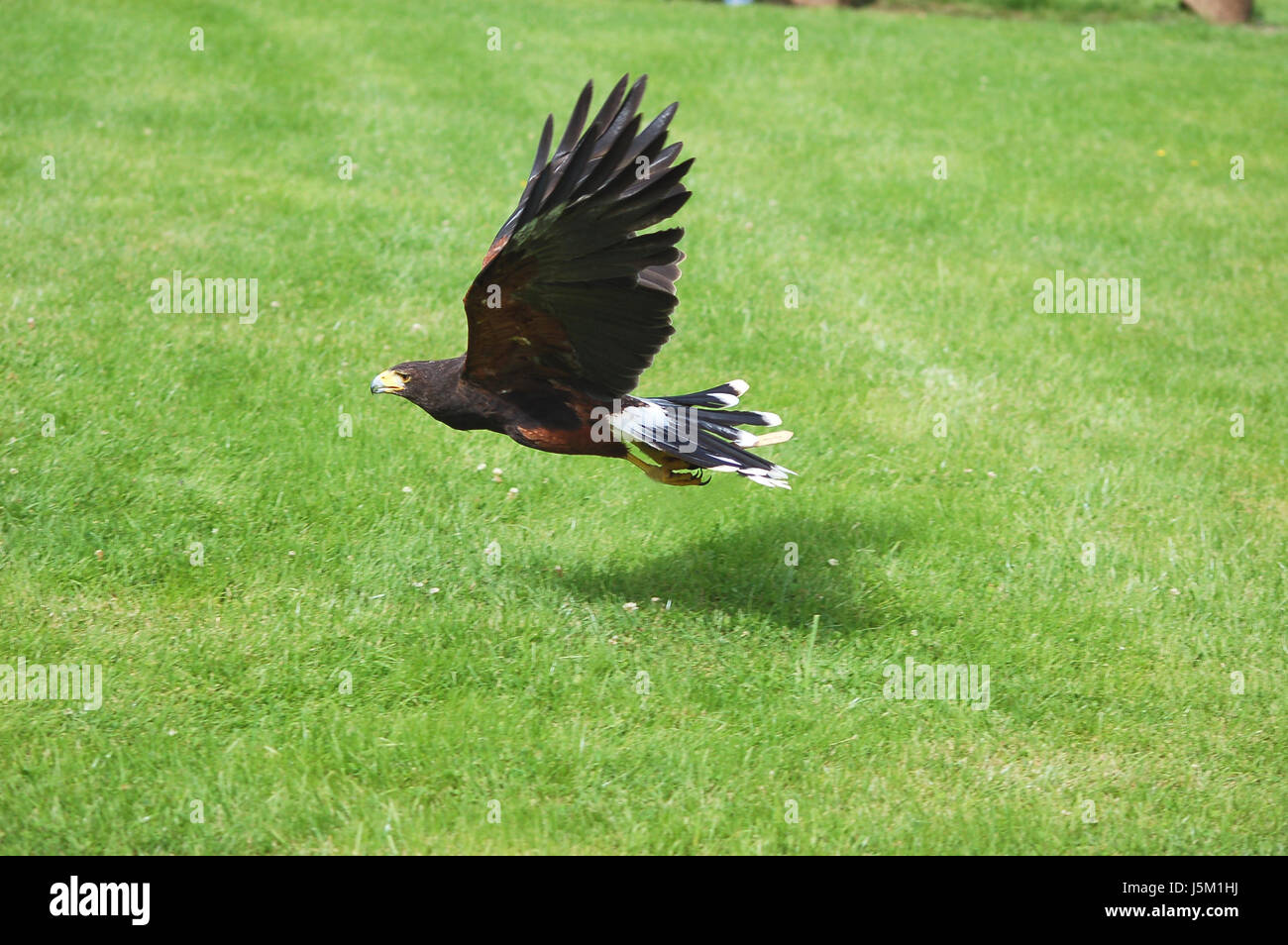 Raptor nose hi-res stock photography and images - Alamy