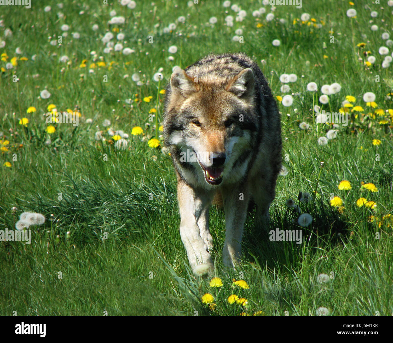 danger wild portrait eyes ears skin blossoms caution dandelion wildlife ...