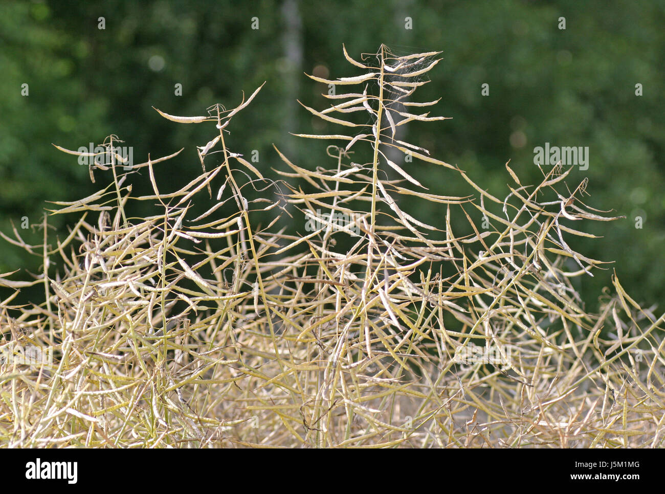 coleseed Rape field agriculture farming field ripe fruit field crop ...