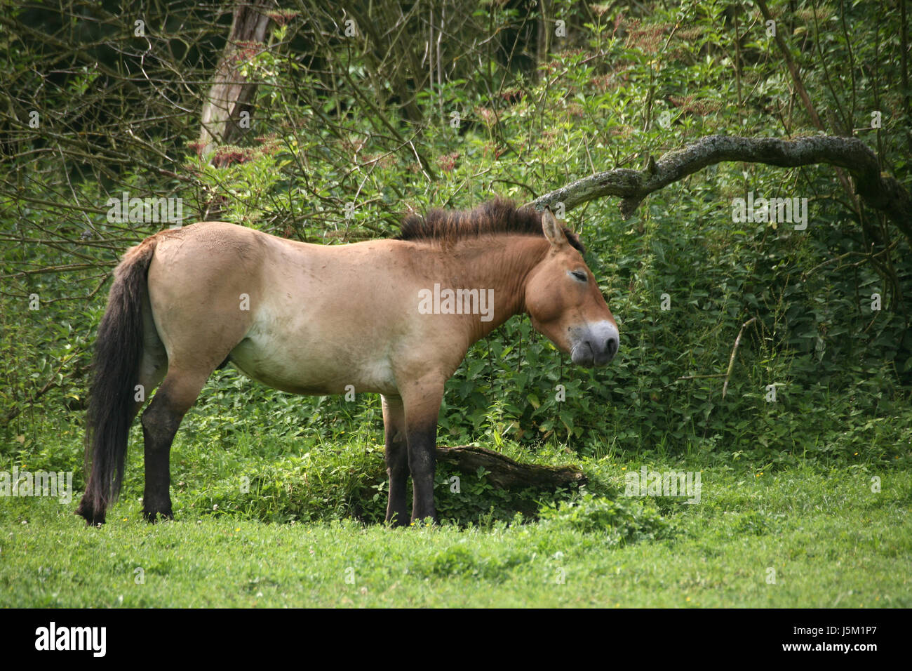 horse horses asiatic pony periled wild horse sands sand przewalski ...