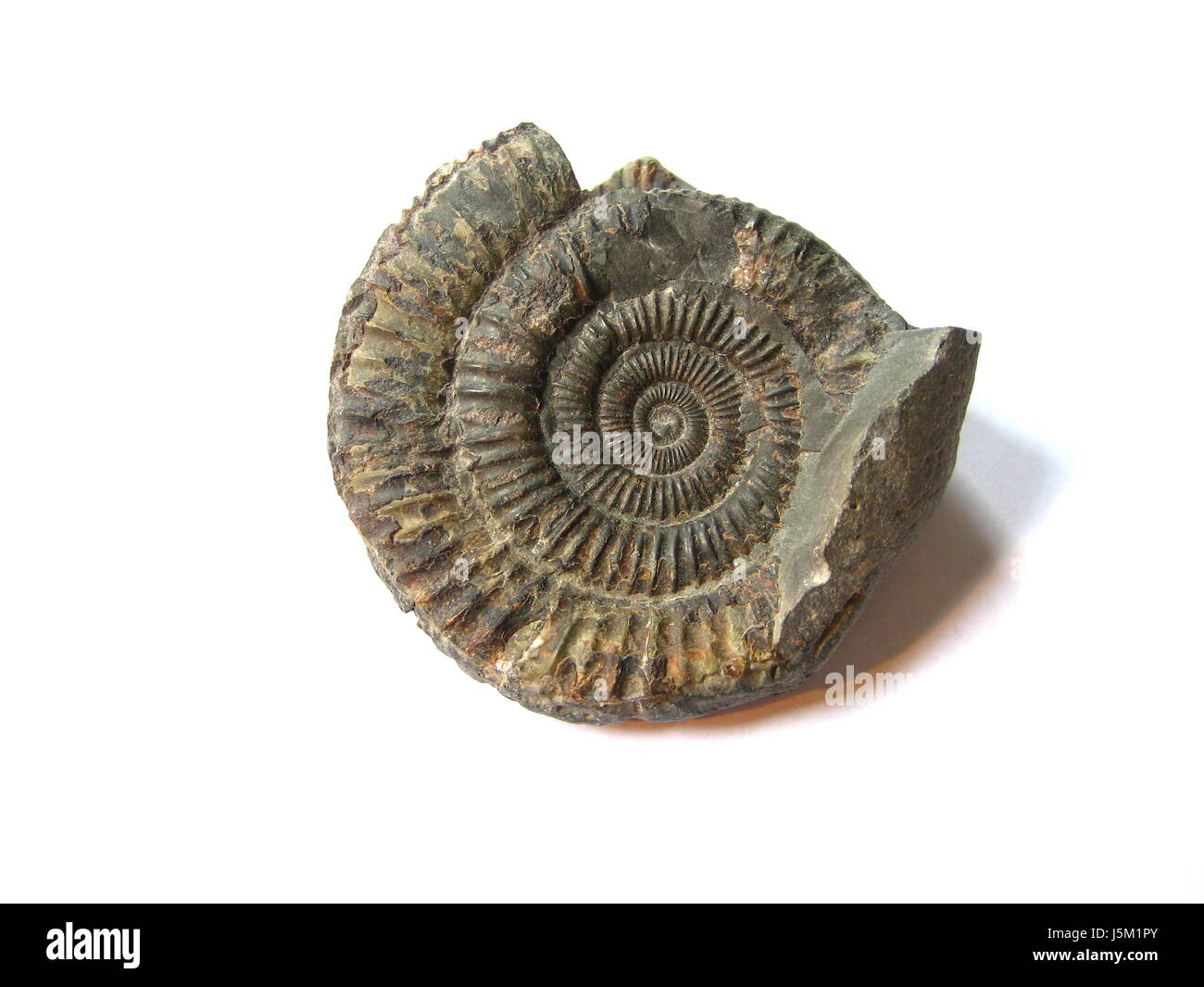 stone petrified snail fossilization fossil fossils age elder old 643 ...